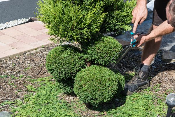 Professional Garden Shrub Removal - Garden Shrub Removal Pros